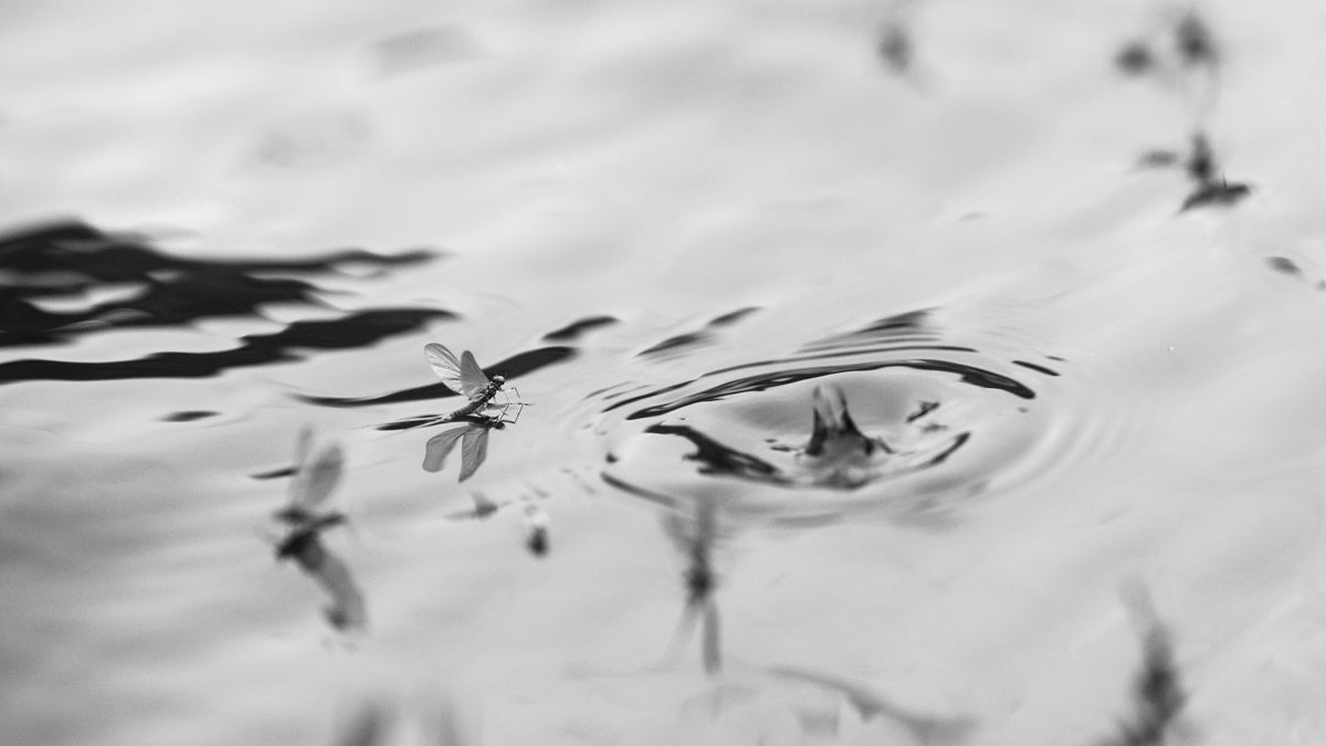 8 Bucket List Trout Hatches – Mystic Outdoors